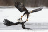 Bald Eagle talons locked at Chilkat Bald Eagle Preserve - Shetzers ...