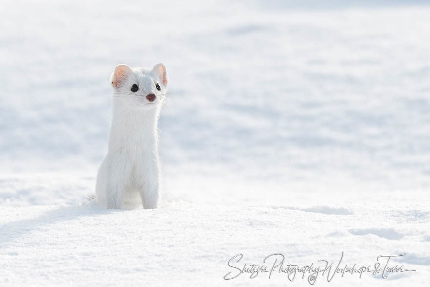 Ermine Stoat In A Winter Coat Shetzers Photography