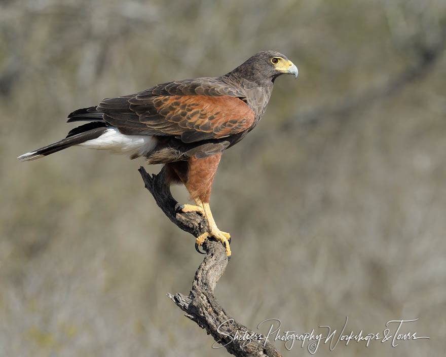 Harris’s Hawk on perch - Shetzers Photography