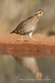 Northern Bobwhite Quail - Shetzers Photography