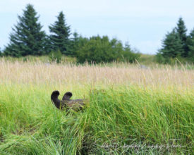 Brown Bear Cub Feet - Shetzers Photography