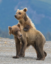 Friendly Brown Bear Cubs - Shetzers Photography