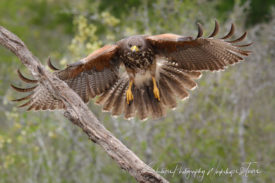 Harriss Hawk Wings Spread - Shetzers Photography