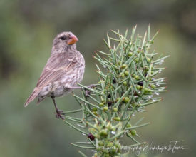 Small Tree Finch in the Galapagos Islands - Shetzers Photography
