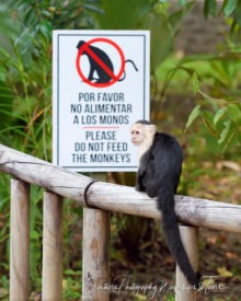 Funny Capuchin Monkey Picture - Shetzers Photography
