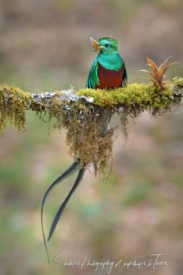 Resplendent Quetzal Feeding Chick - Shetzers Photography