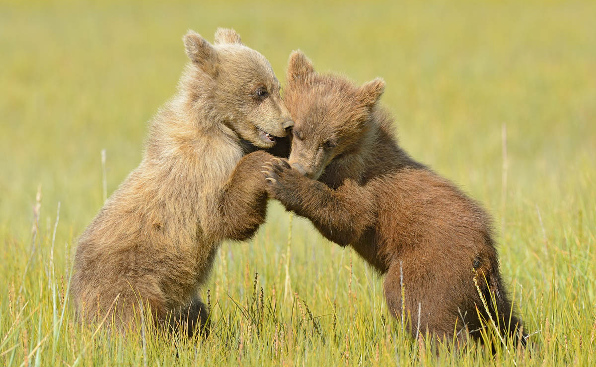 Alaska Grizzly Bear Photography Tour: Wild Bears in Their Natural Habitat